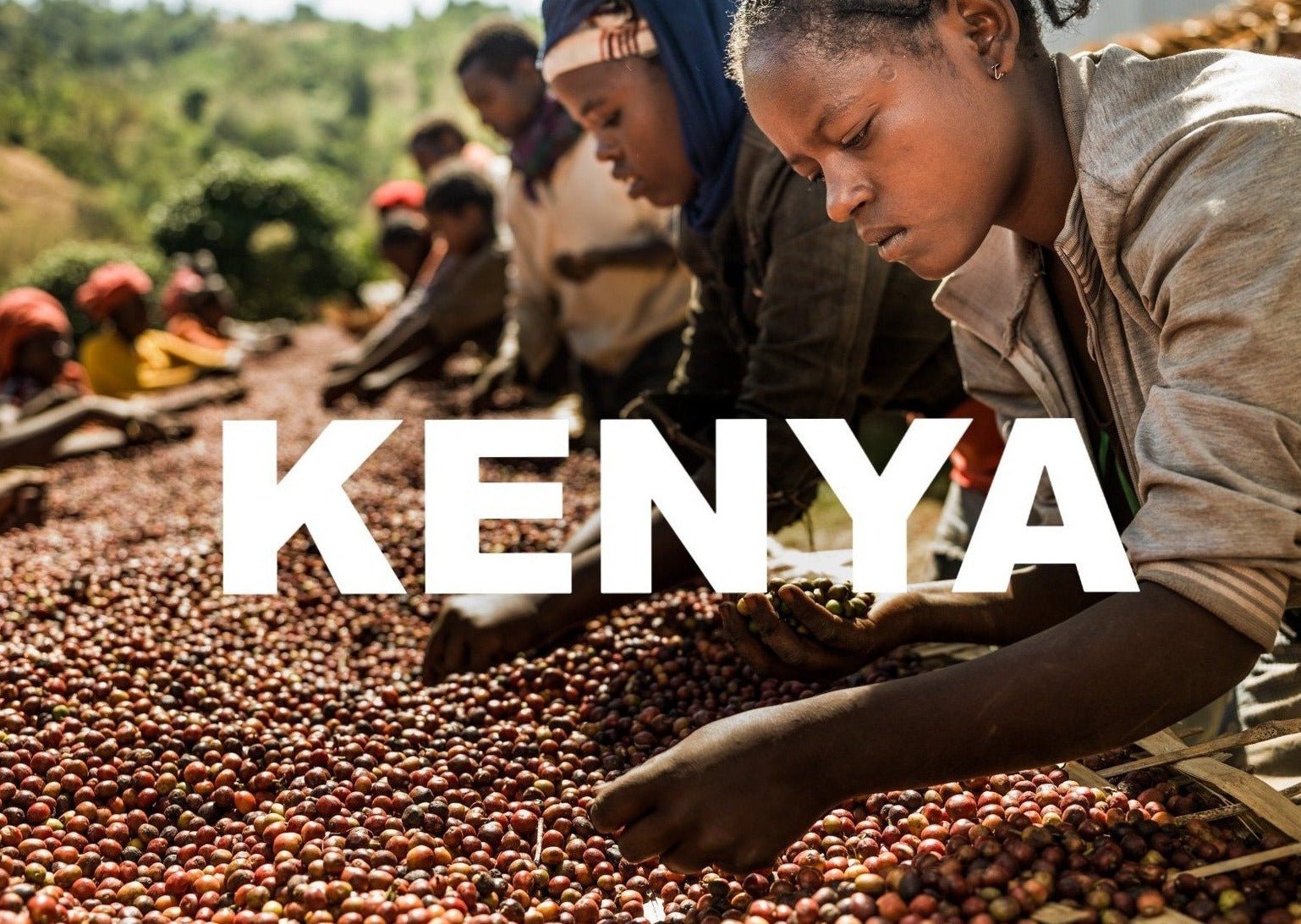 KENYA - EMBU – Cervantes Coffee Roasters
